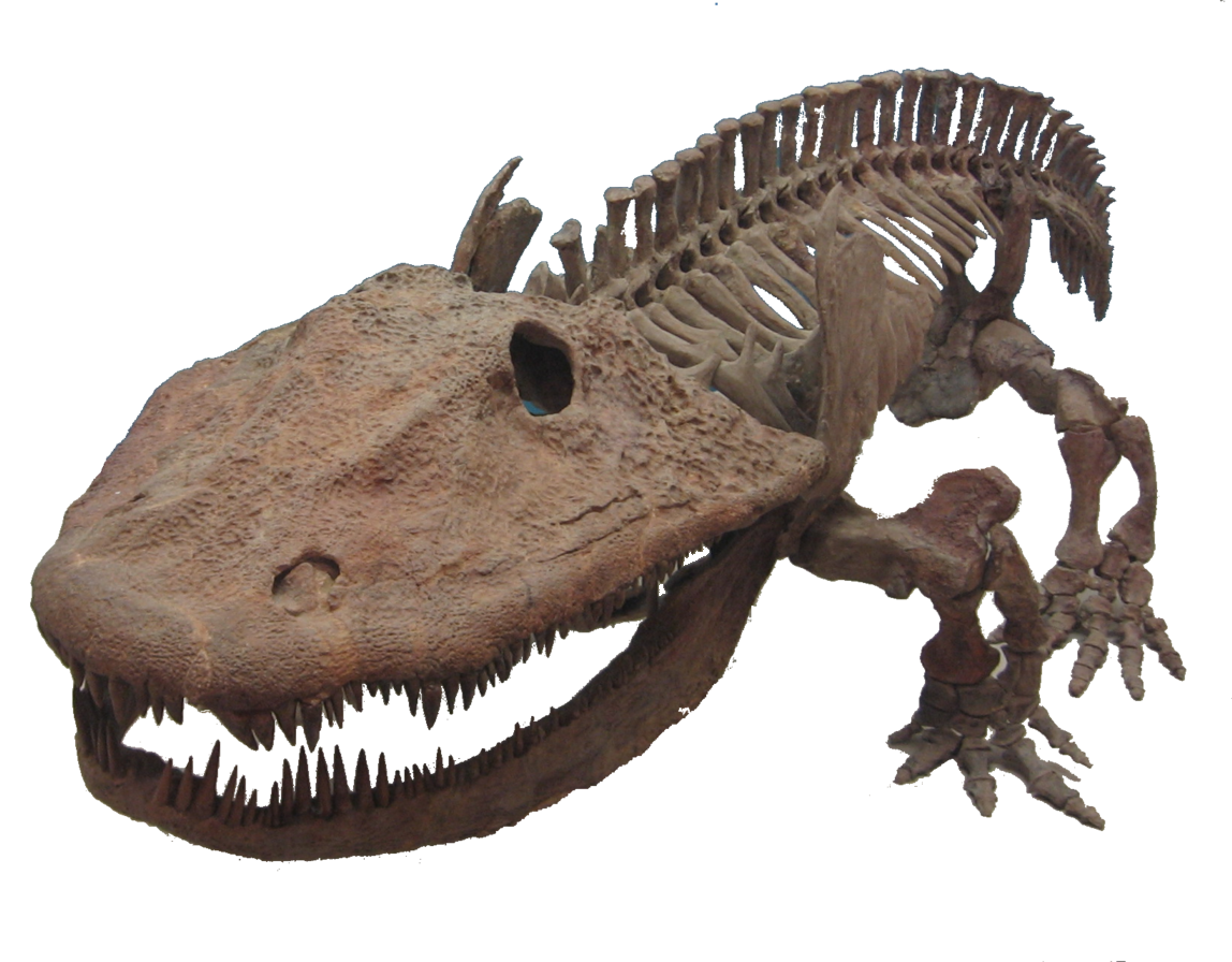 Prehistoric Beast of the Week: Eryops: Prehistoric Animal of the Week