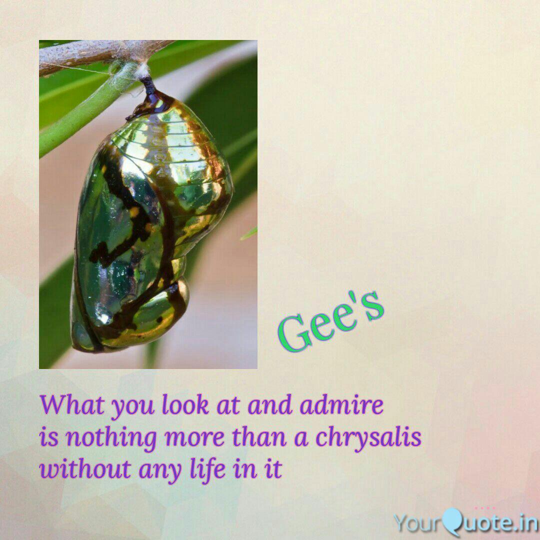 EXAMS AND ME : Chrysalis Effect: (Metamorphosis)