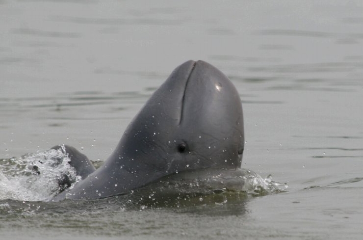 Animals of the world: Irrawaddy dolphin