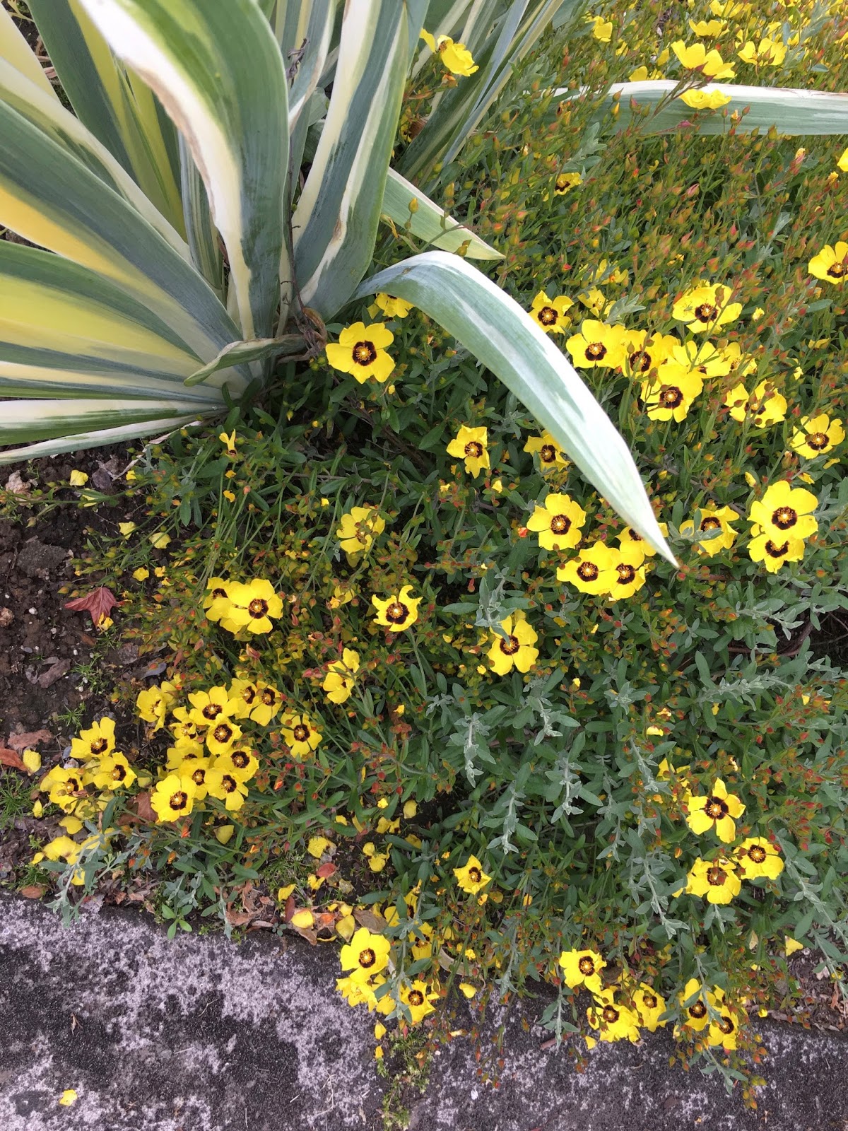 MulchMaid: June 2017