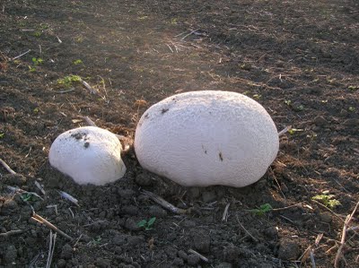 ORB IN LUMEA SURZILOR: "Romanisme" din natura