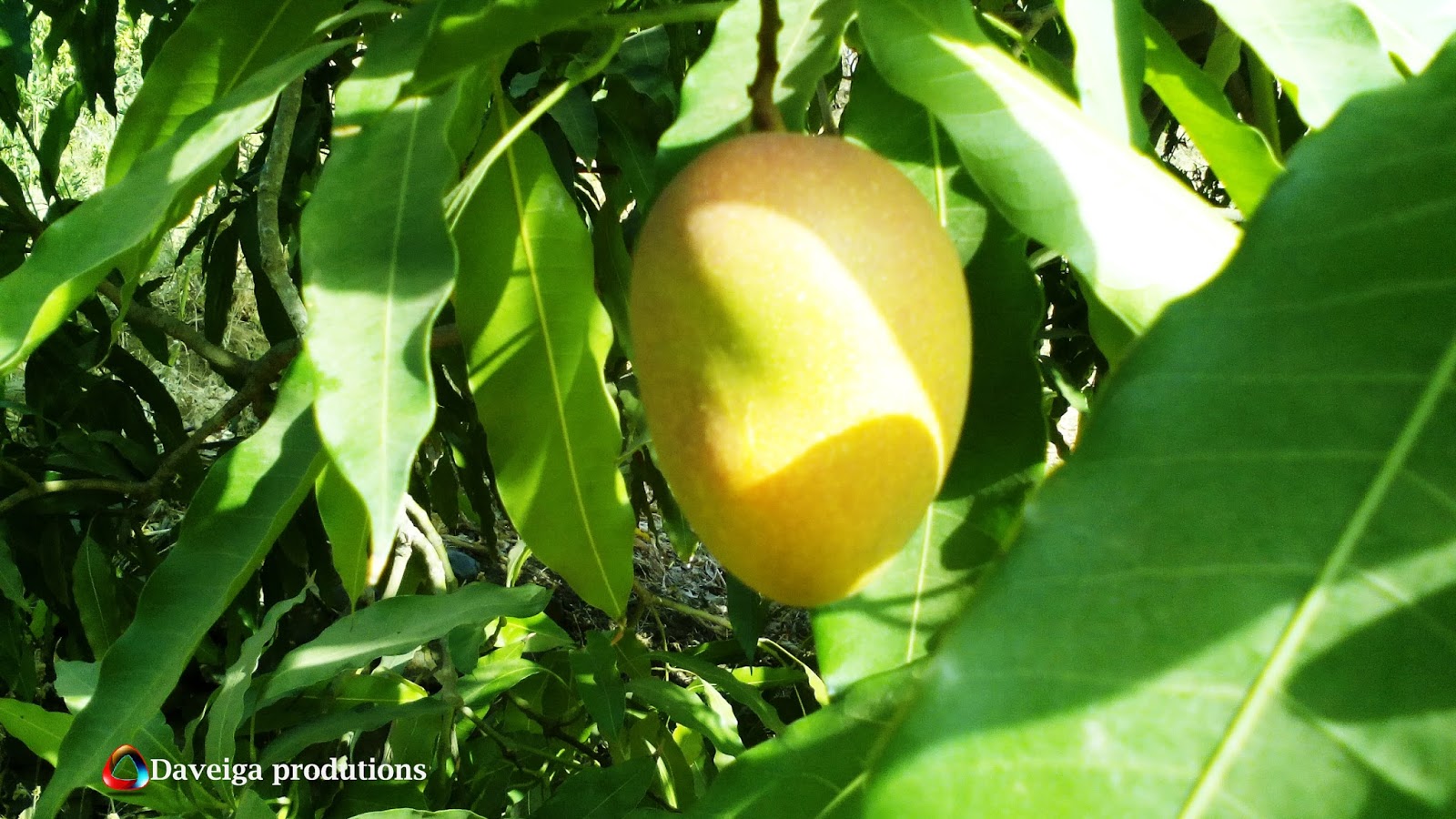 Mangue madur na Fora(Mundo Rural)