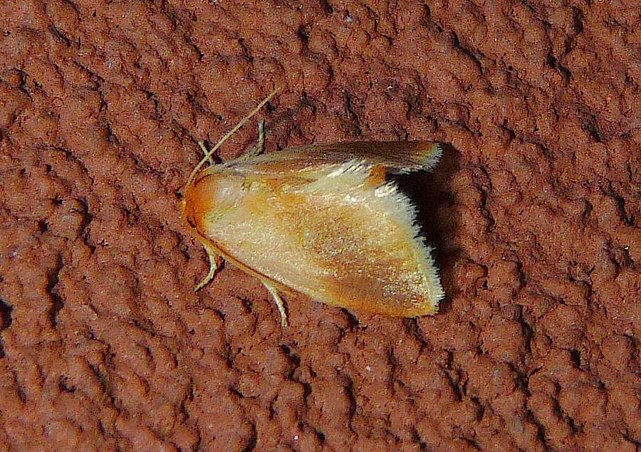 Field Biology in Southeastern Ohio: Slug Moths of Ohio, and related ...