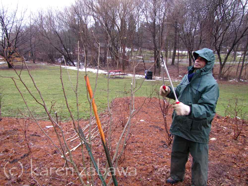 Brueckner Rhododendron Gardens: Rose of Sharon : How To Prune, When To ...