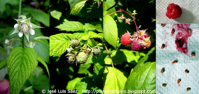 PLANTAR ÁRBOLES y arbustos: Árboles y Arbustos Naturalizados en España