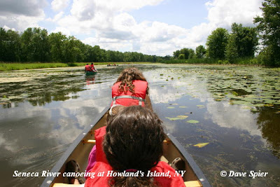 northeast naturalist: Marsh Wrens