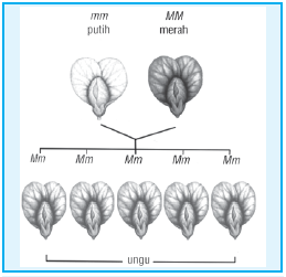 KEGIATAN SAYA: Penyimpangan Semu Hukum Mendel