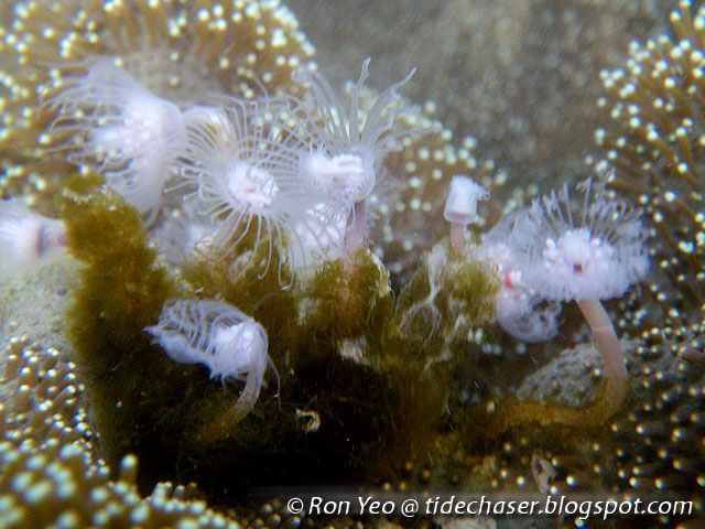 tHE tiDE cHAsER: Hydrozoans (Phylum Cnidaria: Class Hydrozoa) of Singapore