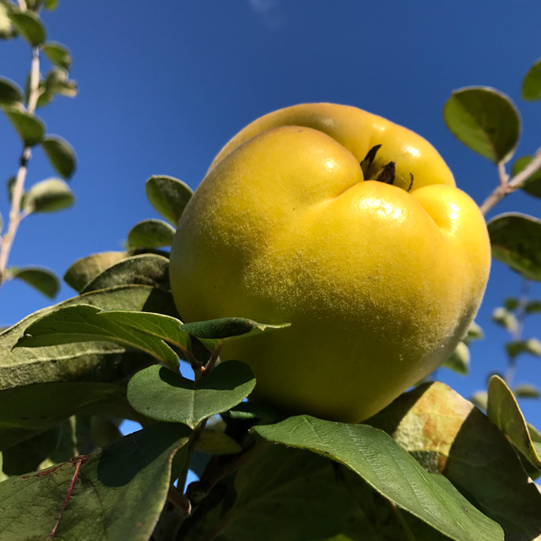 jedentageinbisschenschlauer: Quitte