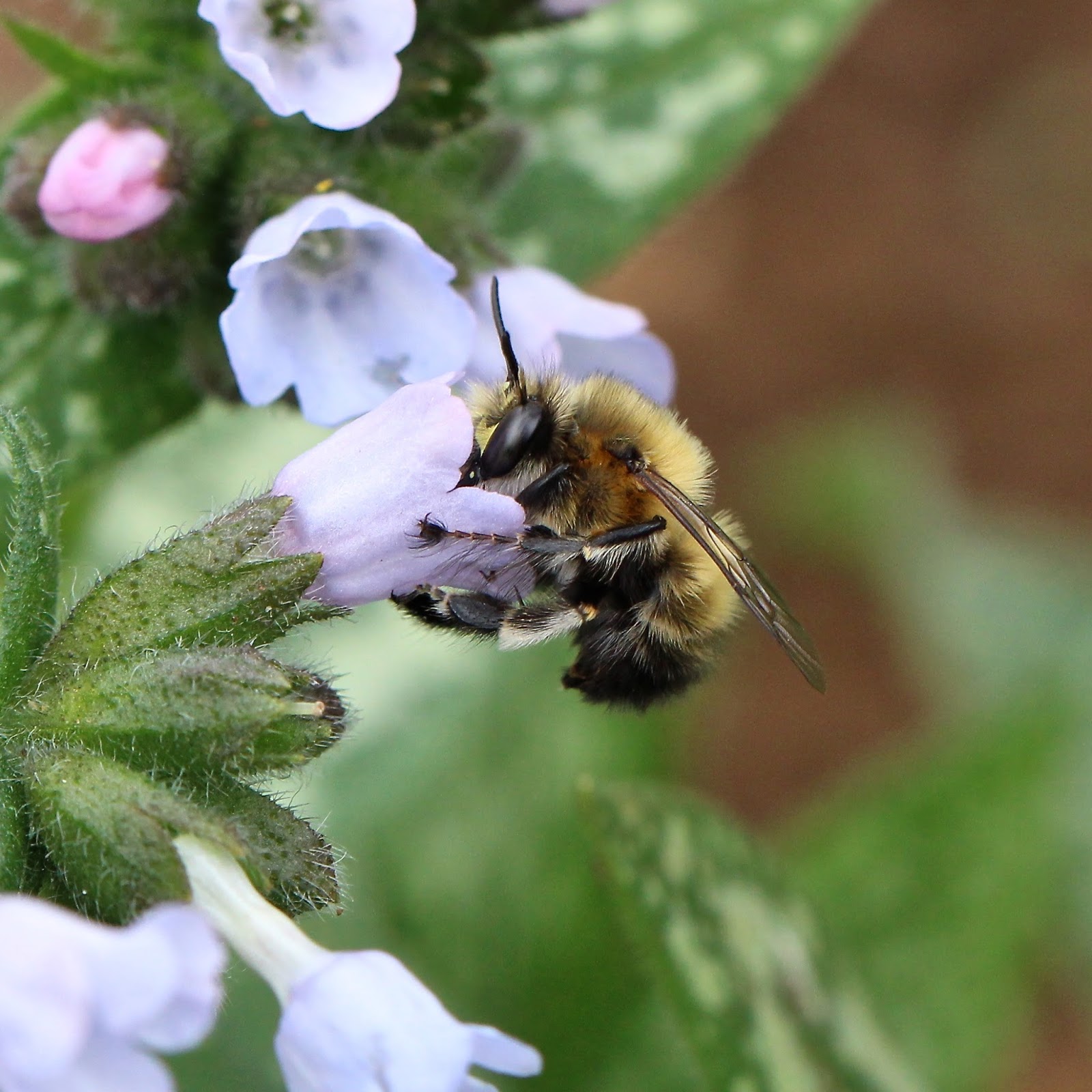 TrogTrogBlog: Bee of the week - Hairy-footed flower bee