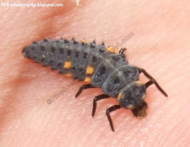 Ladybug Larvae | Nature, Cultural, and Travel Photography Blog