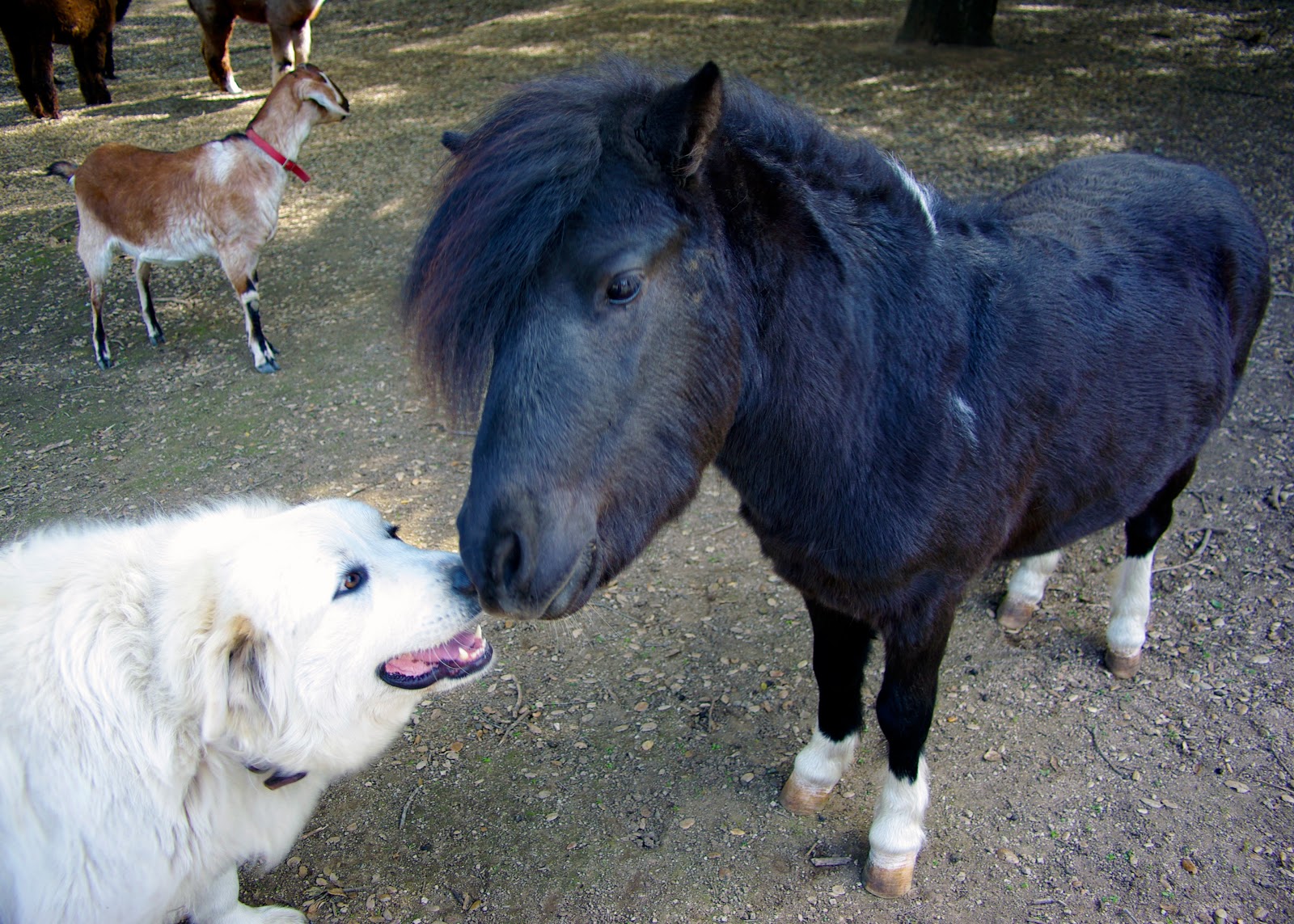 The Beneficial Bee: Farm Animals Gone Wild