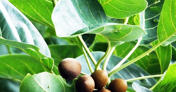 Herbalkart | The Online Herbal Store: Baheda - Thandrikkai