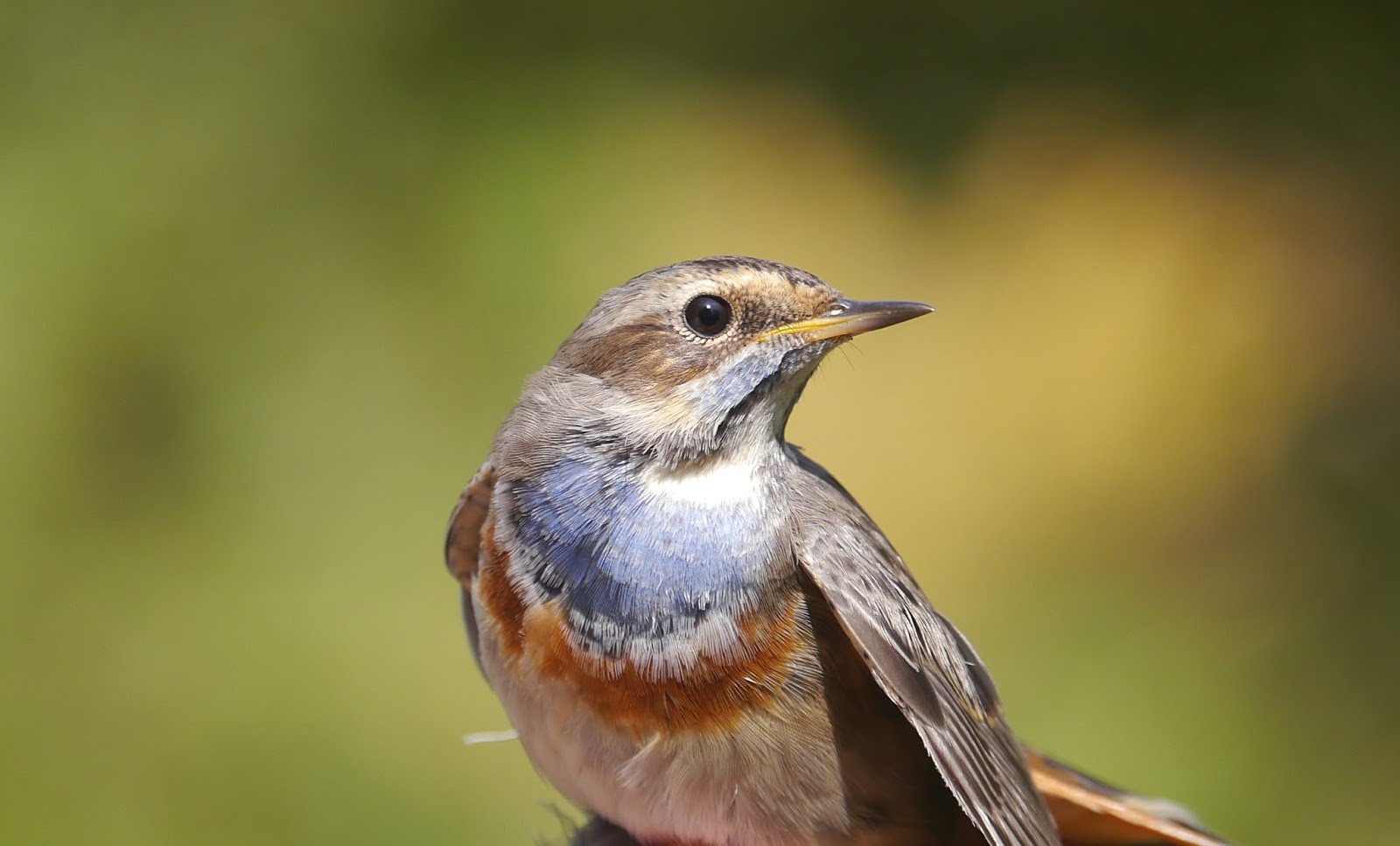 Rocking On The Wilde Side: Portugal 2016 - Birds
