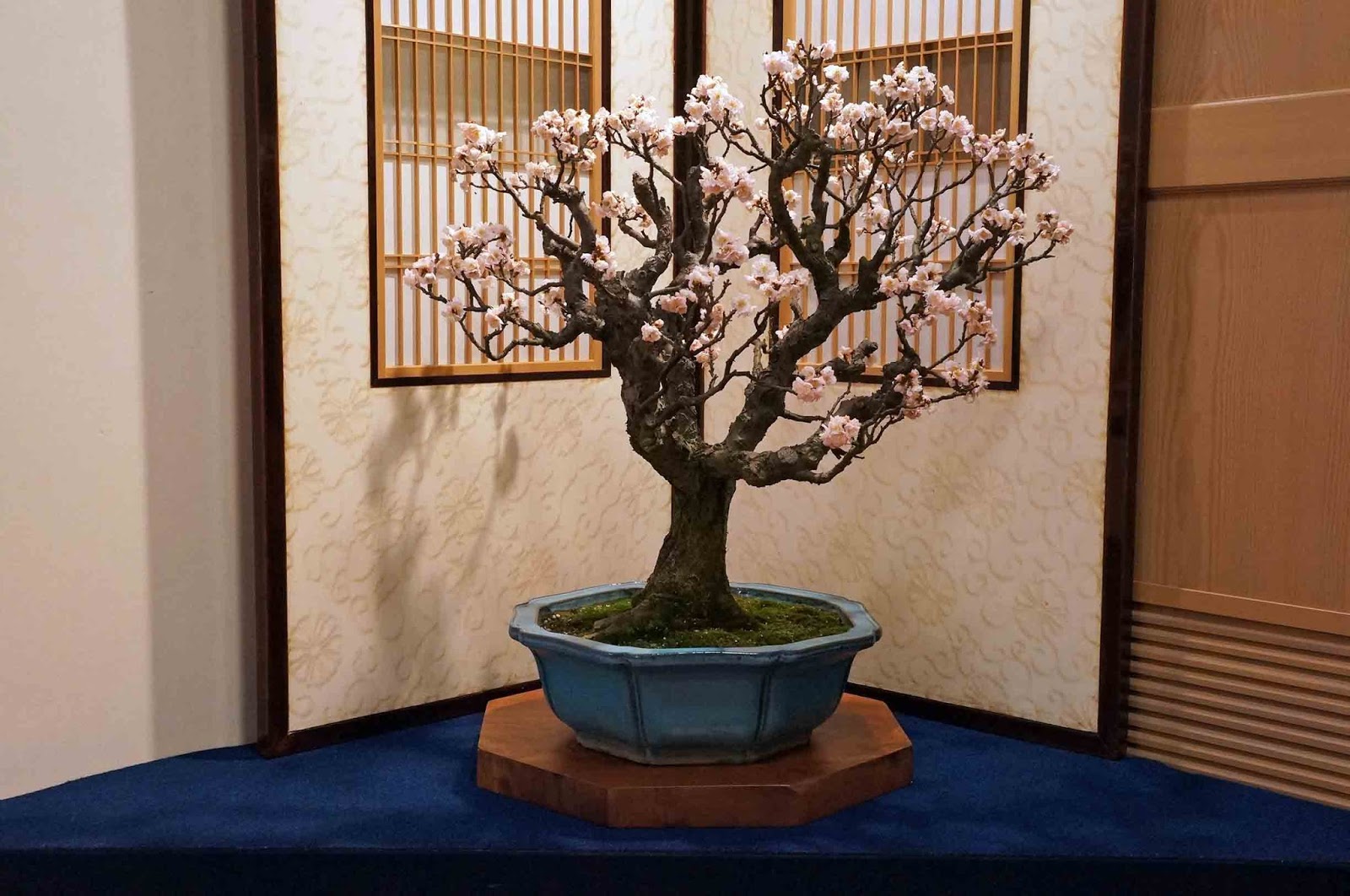 For Your Small Japanese Garden by YUKIMONO: The 65th Bonsai Exhibition ...