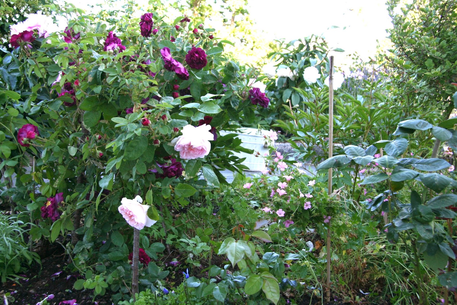 RUSTIKK HAGE: Bind opp dine roser