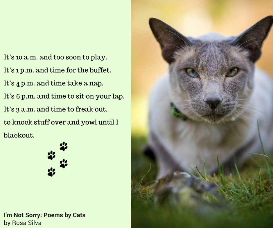Cat and DOG Chat With Caren: Cat Humor: "I"M NOT SORRY: Poems By Cats ...