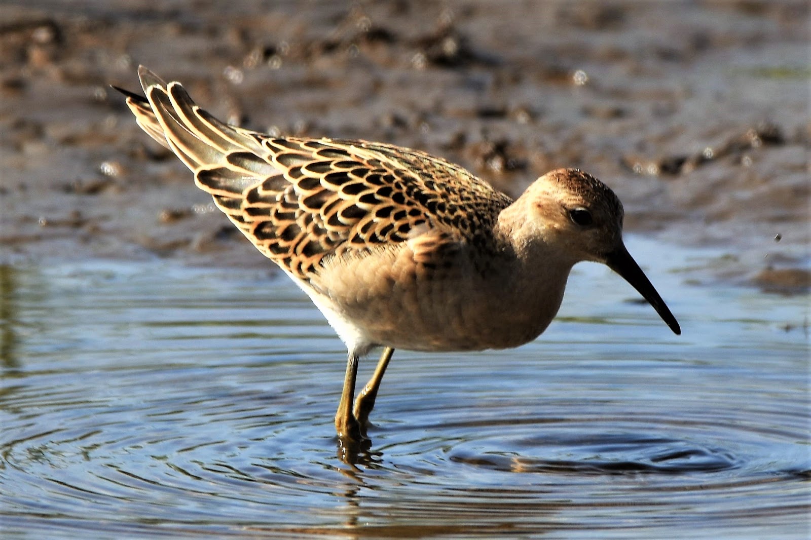 Andrew Robin photography.: Godwit.