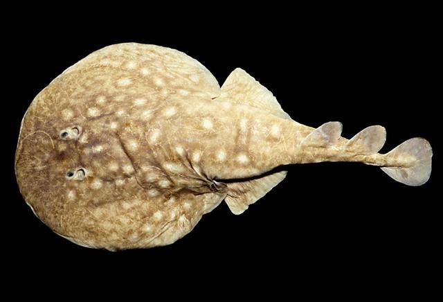 Artes de Pesca: VAMOS A PESCAR TORPEDINIFORMES (Rayas Electricas)