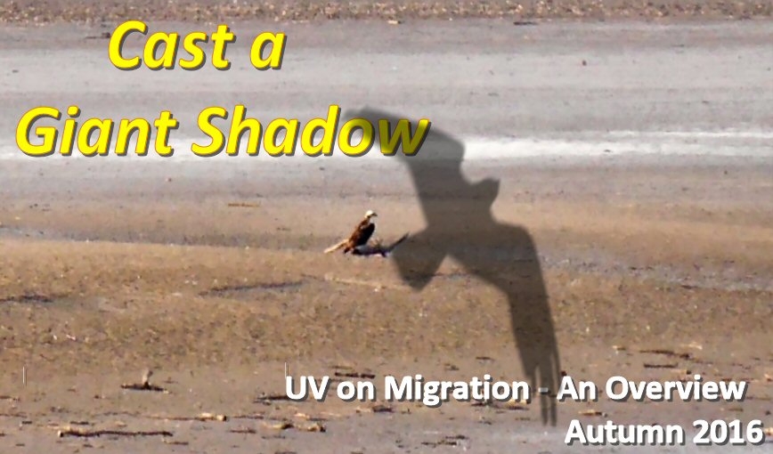 The Wildlifewriter: Cast a Giant Shadow