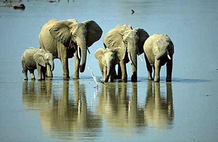 My Story...My Walk: Five Elephants