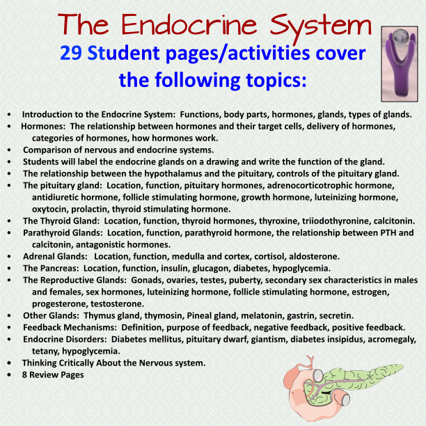 Amy Brown Science: Human Body: Oh No! The Endocrine System!