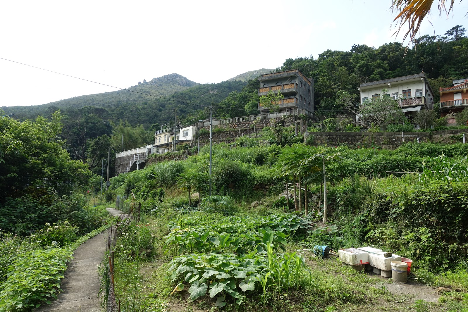 消耗五百食翻一千※香港行山記: 昂坪→鹿湖→靈隱寺 Ngong Ping → Luk Wu → Ling Yan Monastery