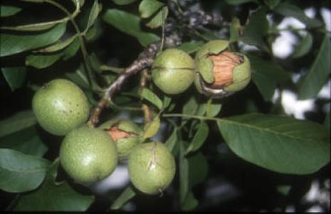 Temperate Climate Permaculture: Permaculture Plants: Walnut Trees