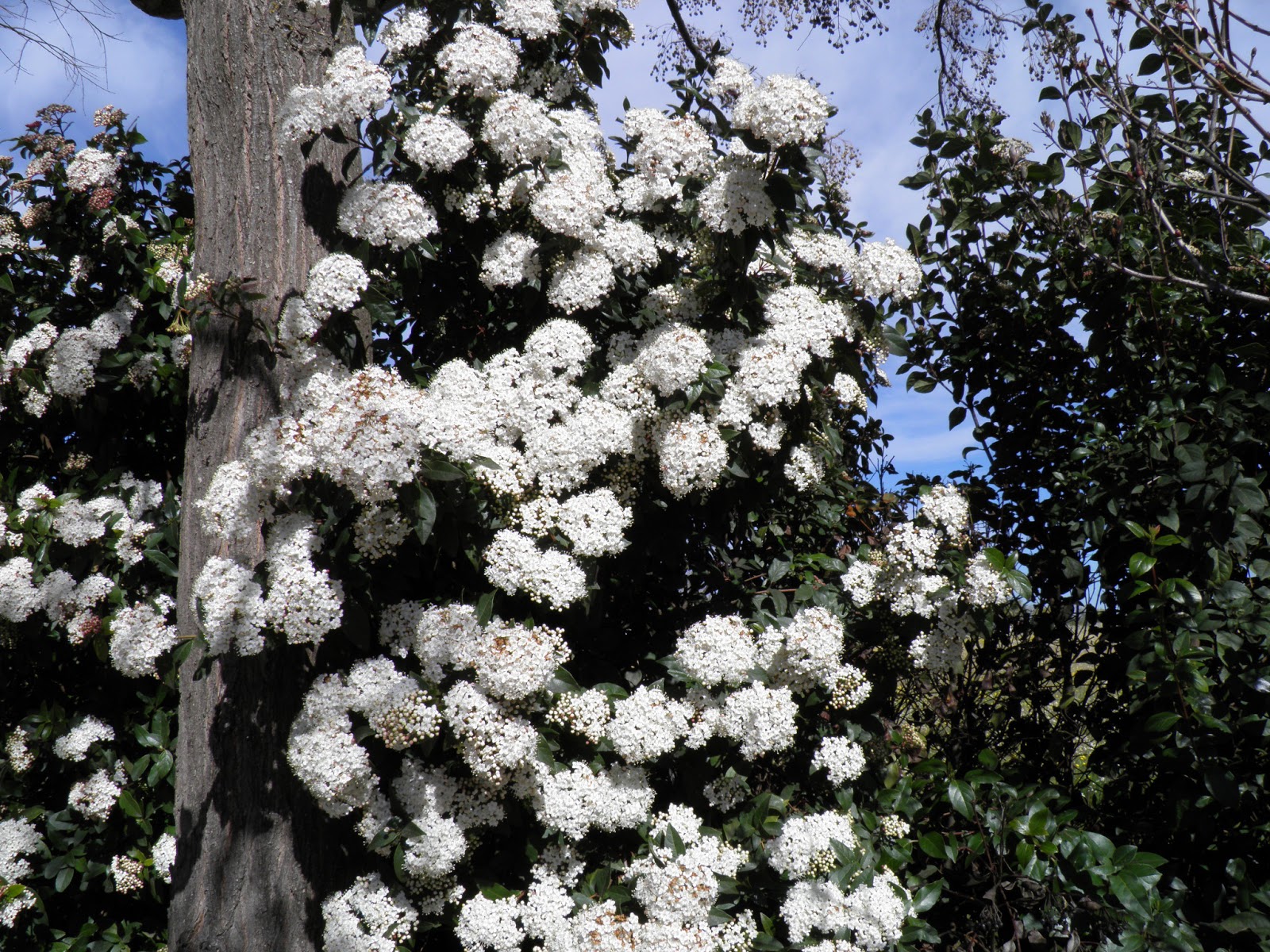 El Terrao - Dos urbanitas en el campo: SETO DE DURILLO - VIBURNUM TINUS