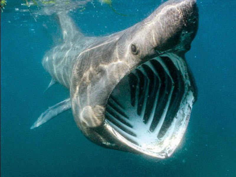 Conoce Las 11 criaturas más terroríficas del fondo del mar...