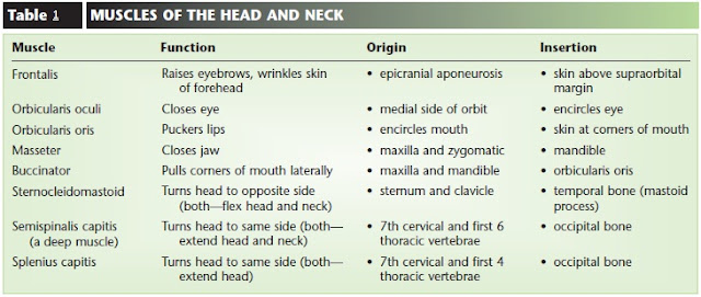 The Human Body: MAJOR MUSCLES OF HEAD AND NECK