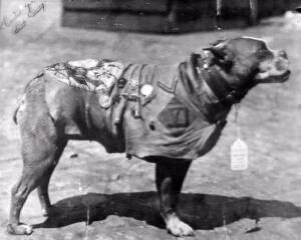 My Pet Rescue Blog: Sgt. Stubby - War Hero Dog