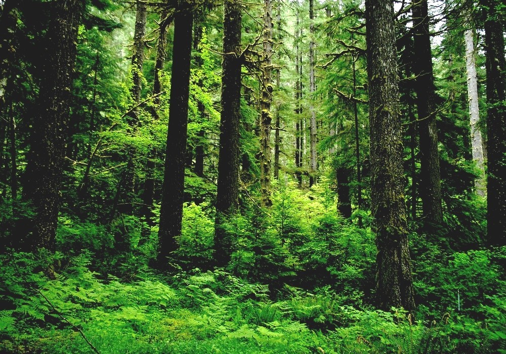 Tropical Rainforest - Rain Forest Biomes