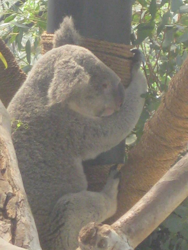 City Passes- San Diego was worth it!