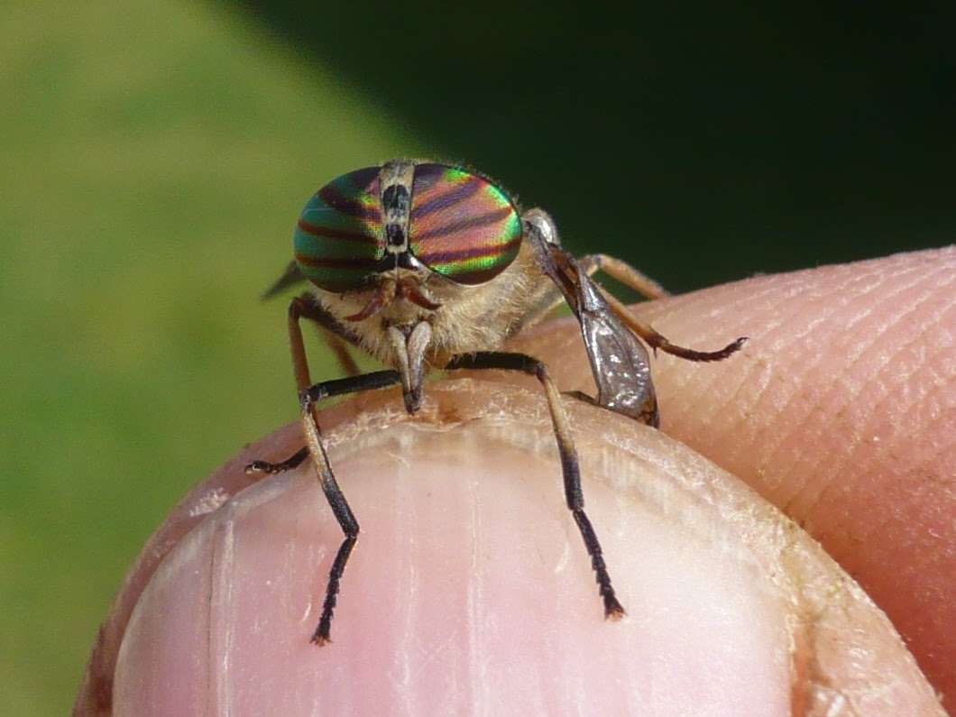 Faune Flore d'Ul: Diptères:mouches-syrphes-moustiques ...