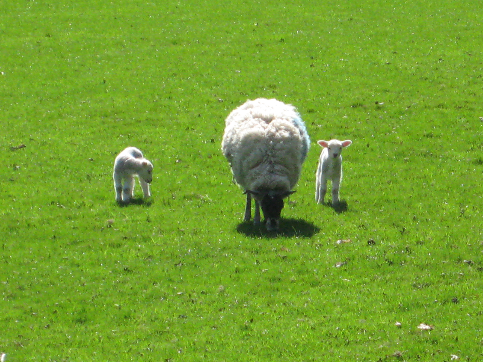 The next chapter of our lives: The Best Cheeseburger in England – Only ...