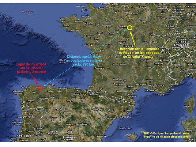 Ría de Ribadeo: El águila pescadora invernante en la ría se reproduce ...