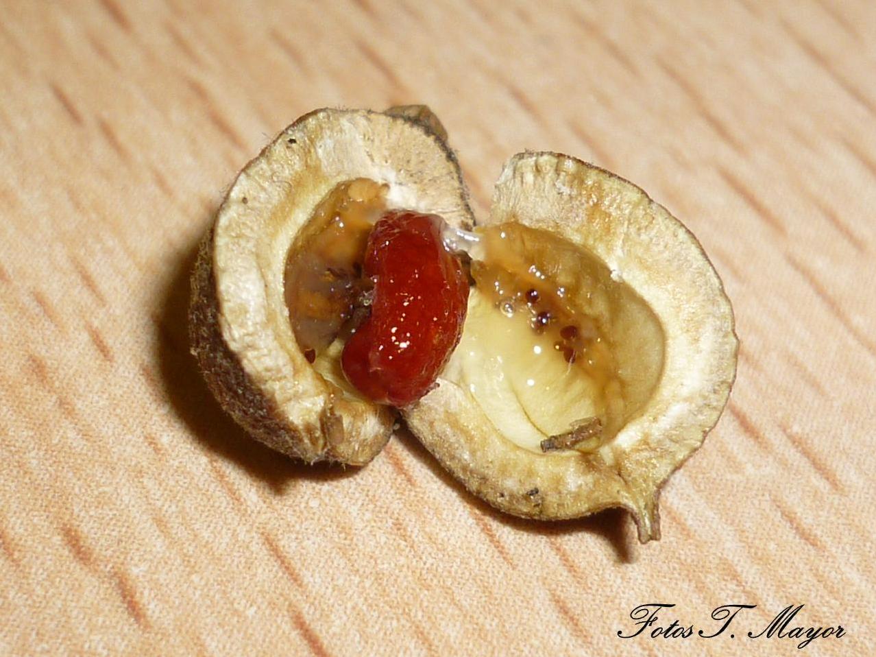 Flores y plantas silvestres: " Pittosporum tobira ". Pitosporo, Azahar ...