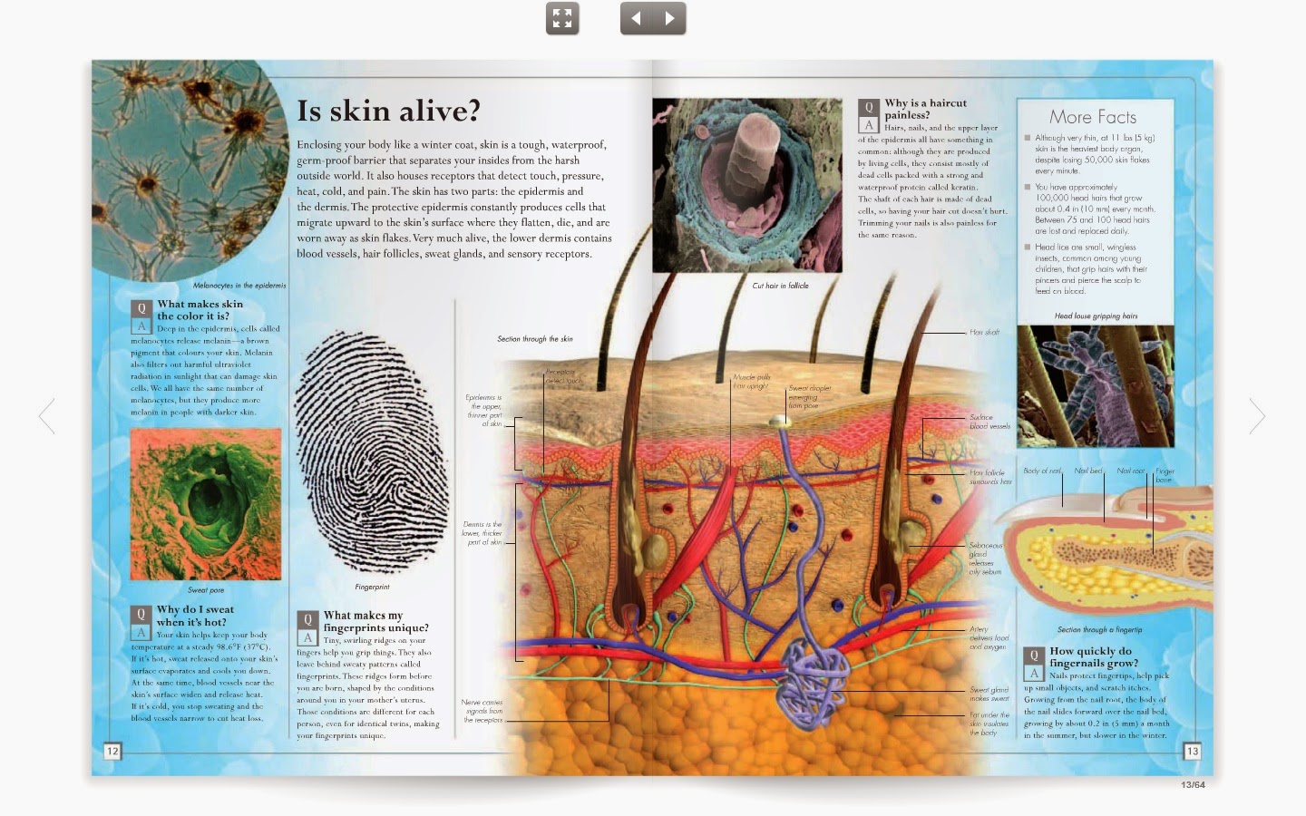 Tawheed Middle School Science and Math: 8th Grade Skin Information