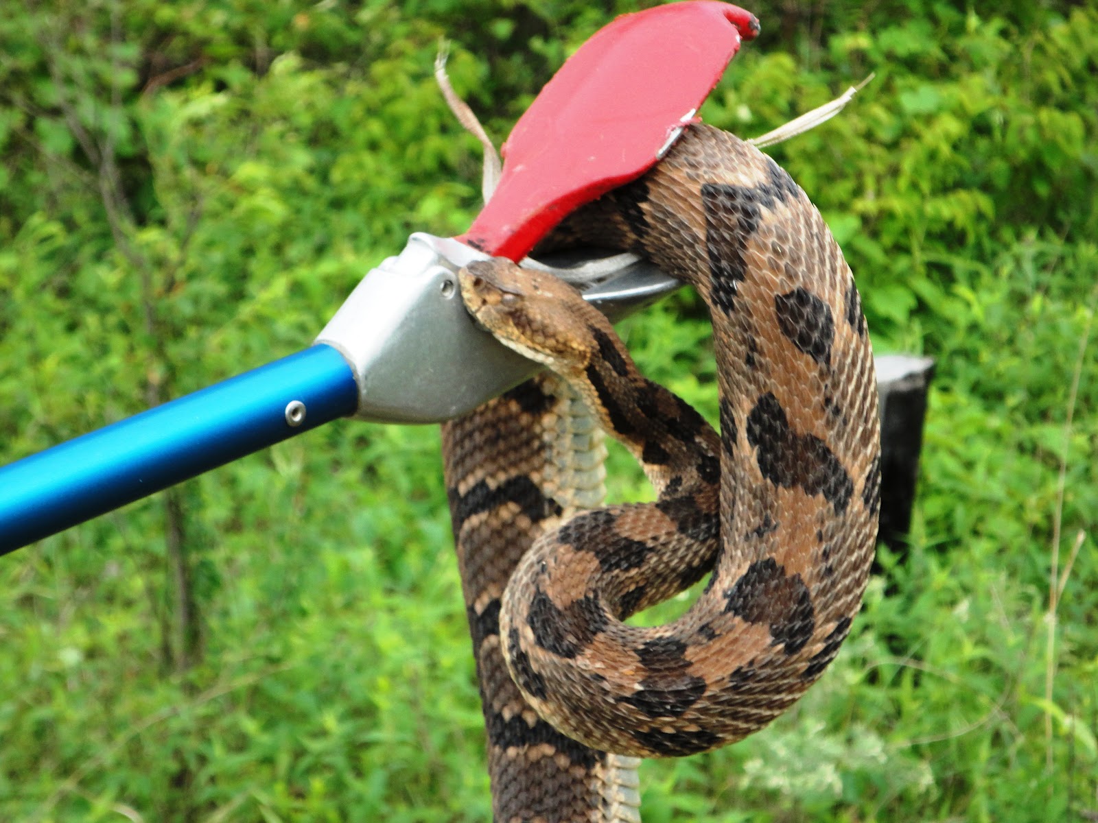 Salameandering: Snake, Rattle, and Roll