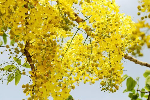 Natural Beauty Of Bangladesh: Spring