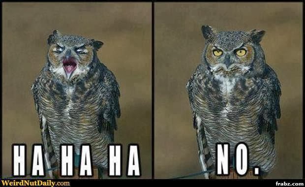16 Funny Owl Memes - For Fum And Interesting Articles | Feafum