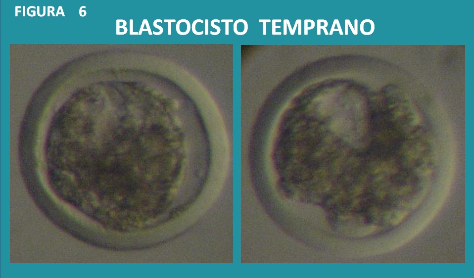MANUAL DE TECNICAS REPRODUCCION ASISTIDA EN BOVINOS: TRASFERENCIA DE ...