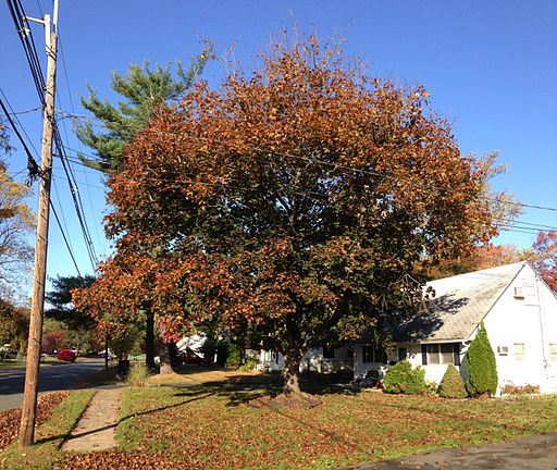 WashingtonGardener: Invasive Species Spotlight: Norway Maple