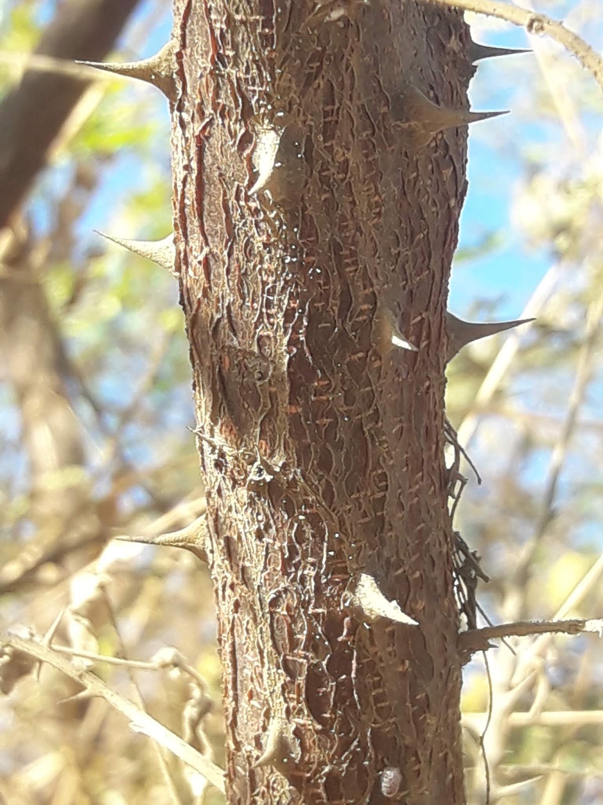 Coleções Virtuais: Planta 1: Jurema-Preta