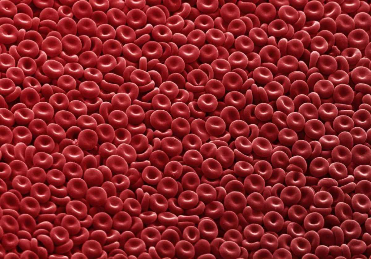 Pq O Sangue é Vermelho - FDPLEARN