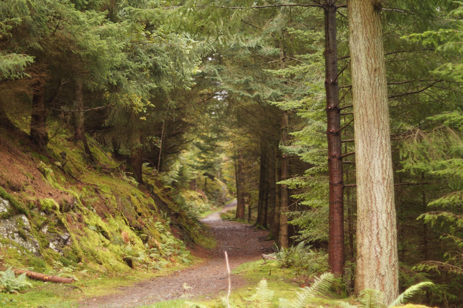 Dodd wood, the route to the summit - Sophie in the Sticks