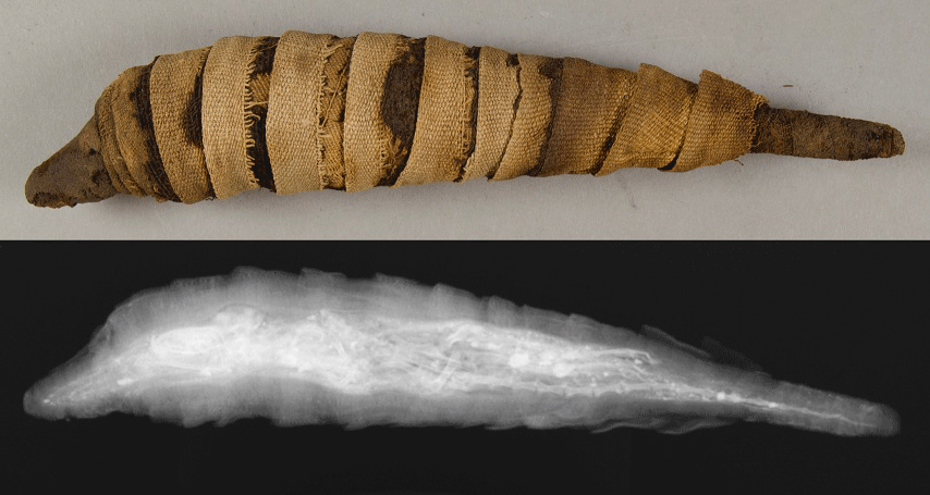 Sci/Why: The Littlest Mummy