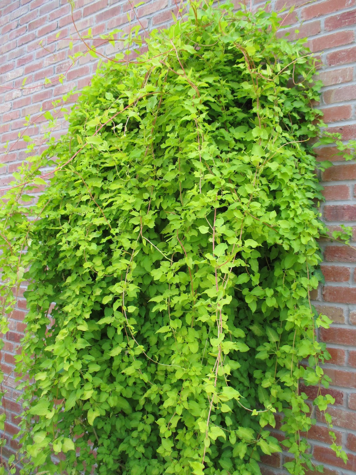 Rotary Botanical Gardens - Hort Blog: Fun In The Sun