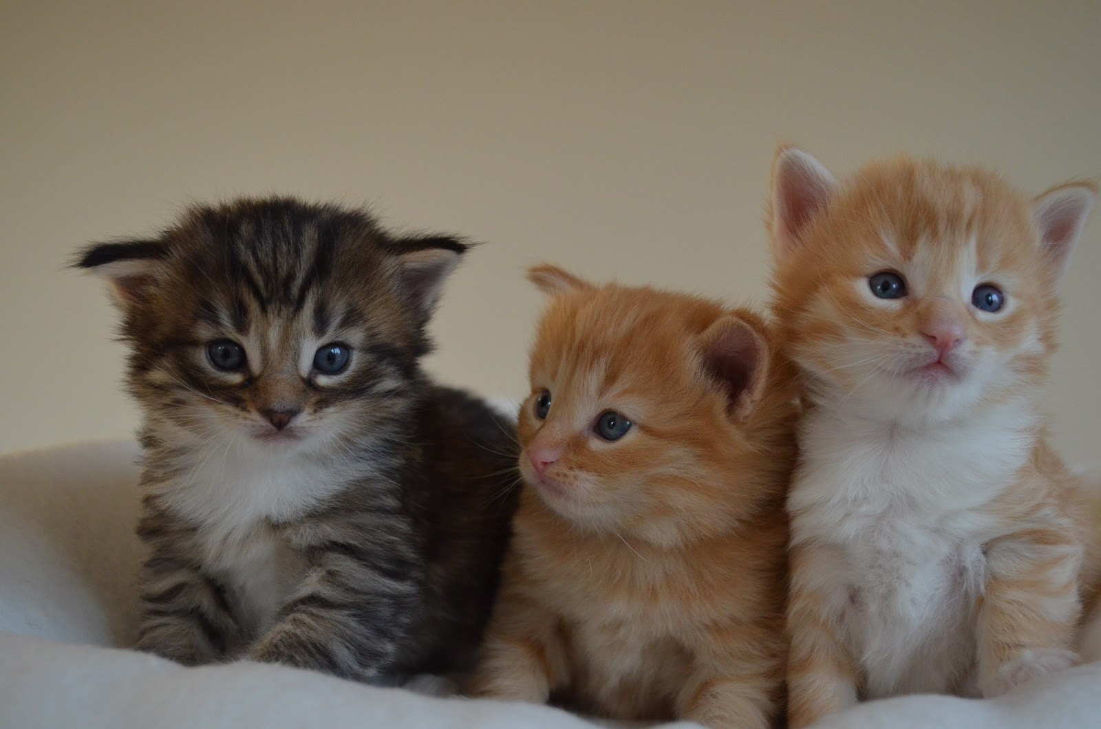 Killix Norske Skovkatte - Killix NFO breed in Denmark: Killinger til ...